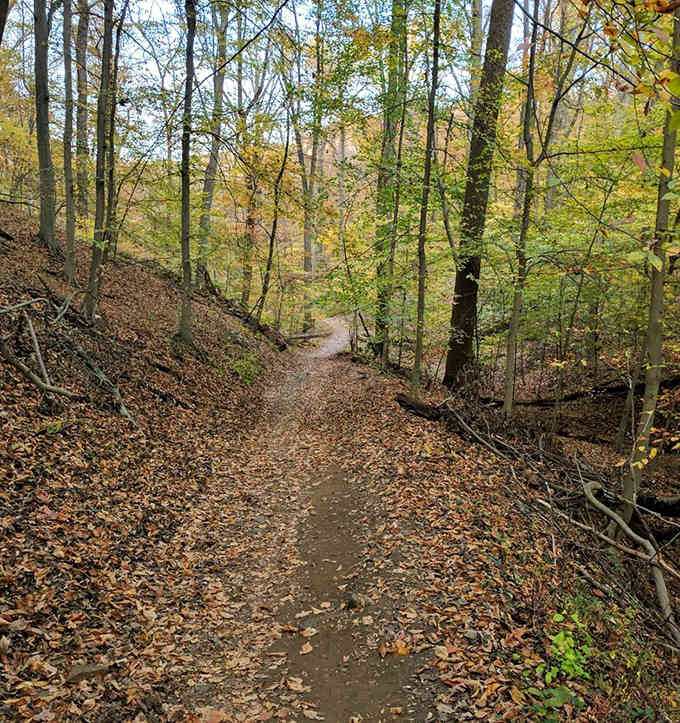 Leaf-covered paths in autumn transform every walk into a crunchy, colorful adventure that beats any treadmill.
