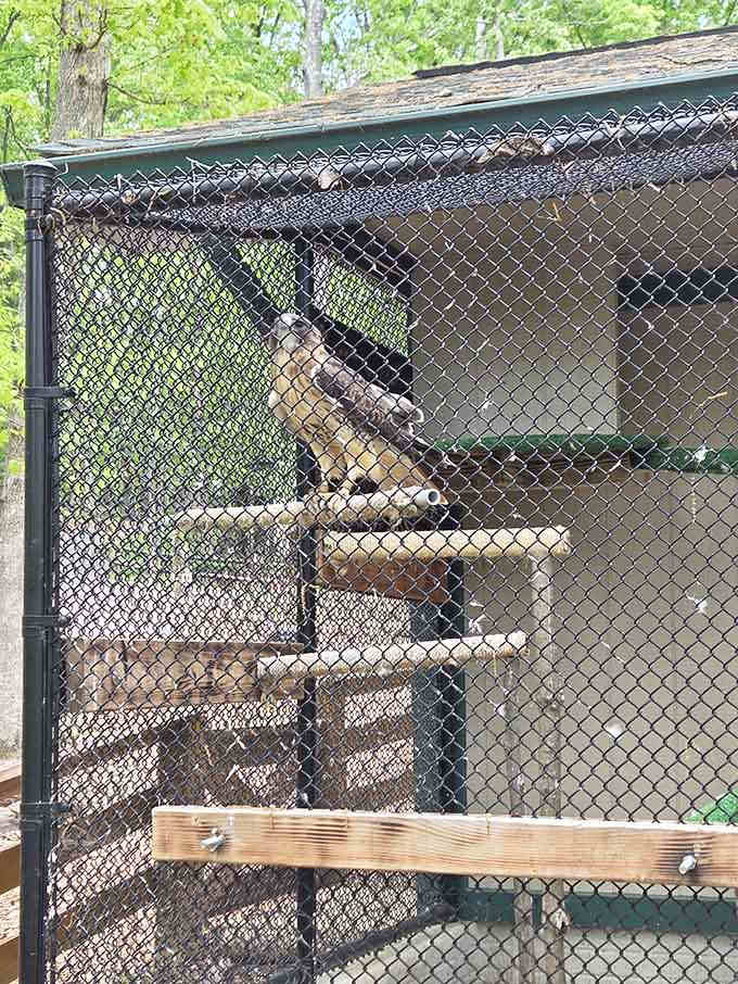 Meeting a hawk's intense gaze through the fence reminds you why these raptors command such respect and awe.