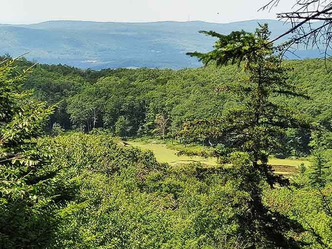 Pittsfield State Forest's lush landscapes provide endless hiking adventures right in your surprisingly affordable backyard.