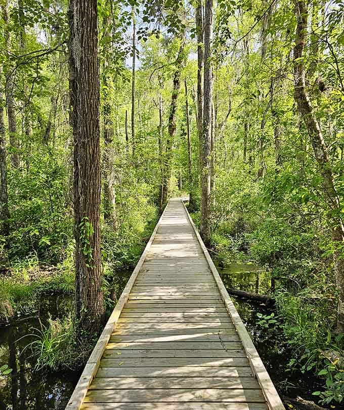 This boardwalk through the swamp keeps your feet dry while immersing you in the wetland's mysterious beauty.