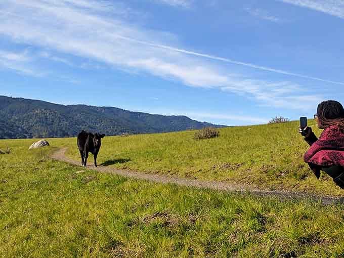 This photogenic bovine knows it's living the dream life, posing perfectly against West Marin's ridiculously scenic backdrop.