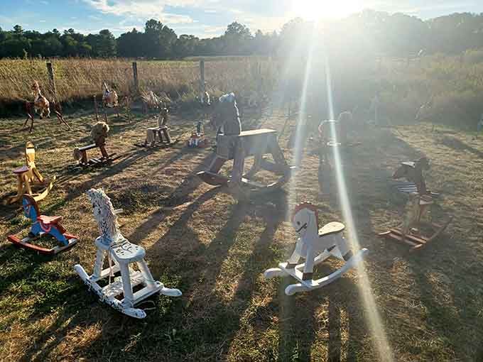 A perfect summer day showcases the full herd grazing peacefully under brilliant blue Massachusetts skies.