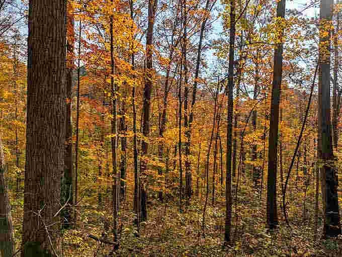 Golden October light filtering through these trees creates a scene so perfect, even Bob Ross would need a moment.