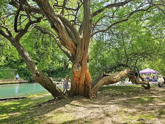 That magnificent old tree has seen more fishing stories than a tackle shop owner, and probably believes fewer of them.