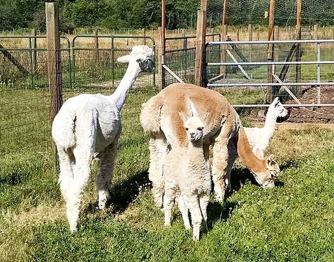 Family grazing hour looks peaceful until someone decides the grass is greener exactly where everyone else is standing.