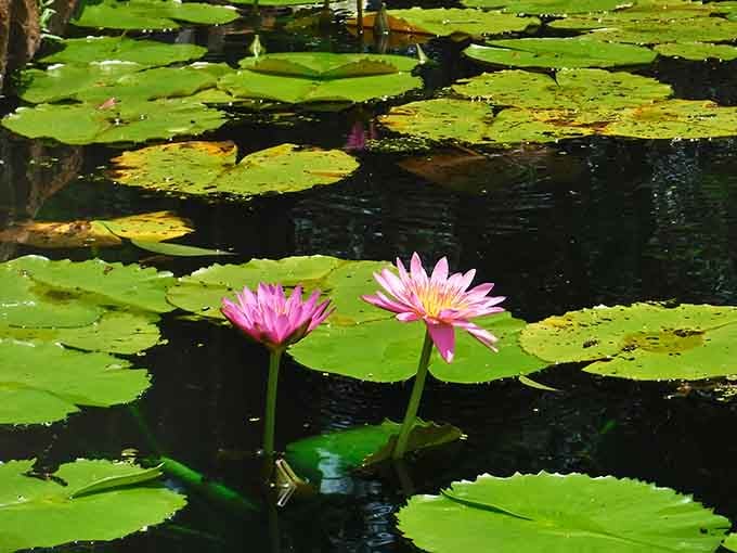 These water lilies are living proof that nature doesn't need filters to look absolutely stunning in every photograph you'll take.