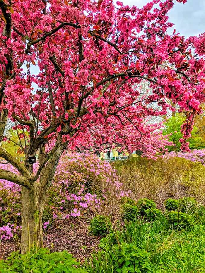 A cherry blossom tree exploding in pink glory, proving that spring takes its job very, very seriously here.