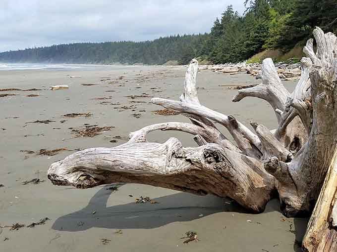 Driftwood sculptures line the shore, twisted into shapes that prove nature's the original abstract artist here.
