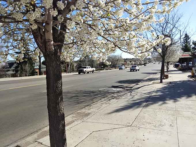 Tree-lined streets in spring bloom create shade and beauty without requiring a country club membership to enjoy them.