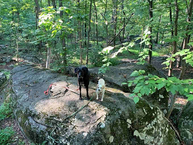 Four-legged hiking companions standing on boulders, living their best adventure dog life in the Jersey woods.