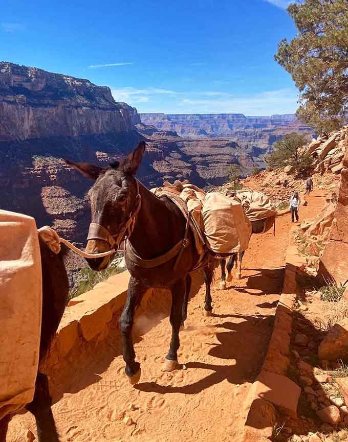 These hardworking mules navigate the trail with more grace than most humans, carrying supplies with enviable confidence and poise.