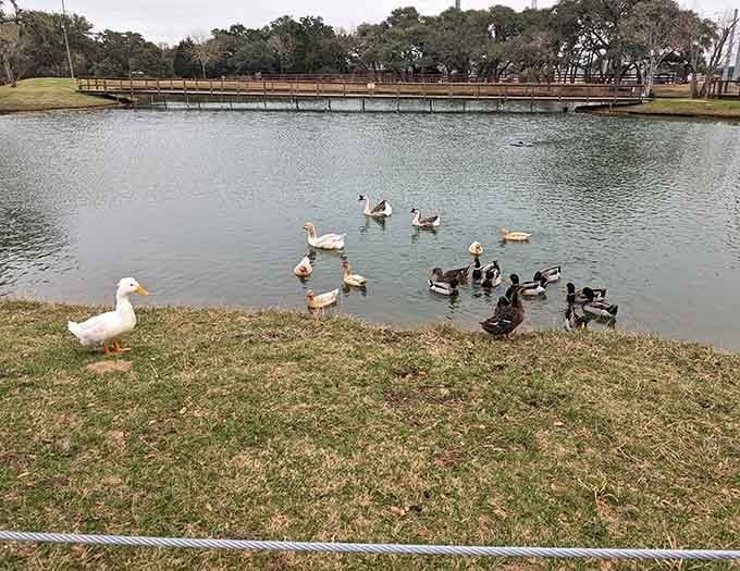 Even the ducks here live better than most people, floating around their private pond like feathered aristocrats.