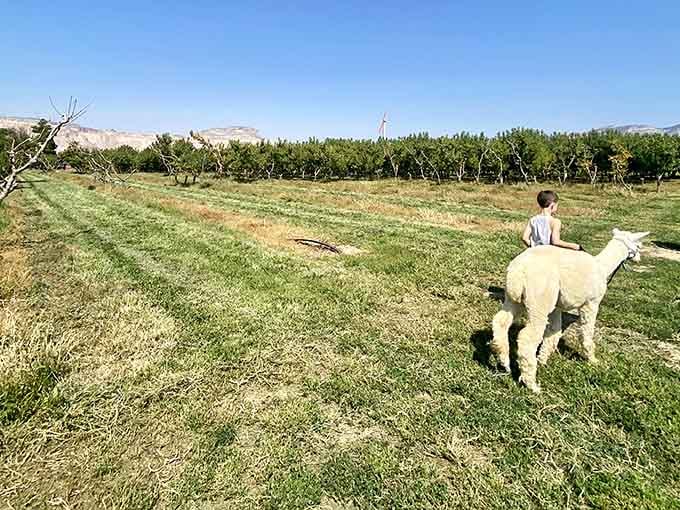 Orchards and alpacas share the same space here, proving that agricultural diversity is both practical and photogenic.