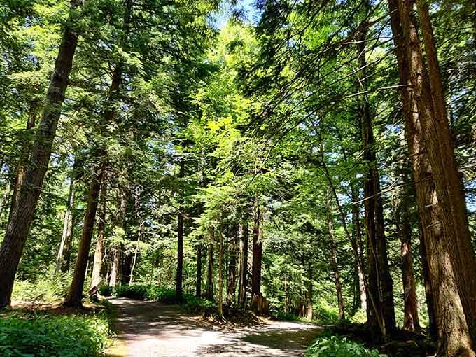 Sunlight filters through ancient trees creating the kind of atmosphere that makes you forget your phone exists.