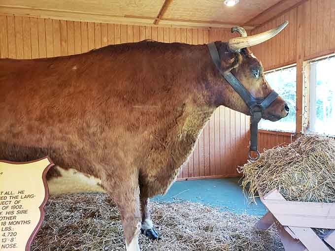 Old Ben's impressive frame and magnificent horns prove that some legends are based entirely on spectacular reality.
