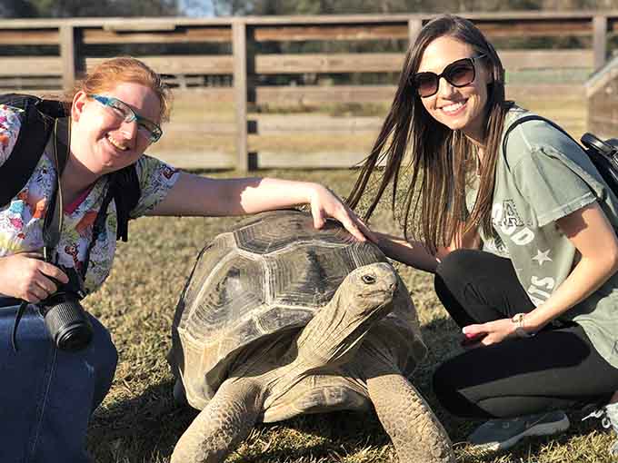 Ancient, wise, and utterly magnificent: this tortoise has seen things and moves at its own dignified pace.