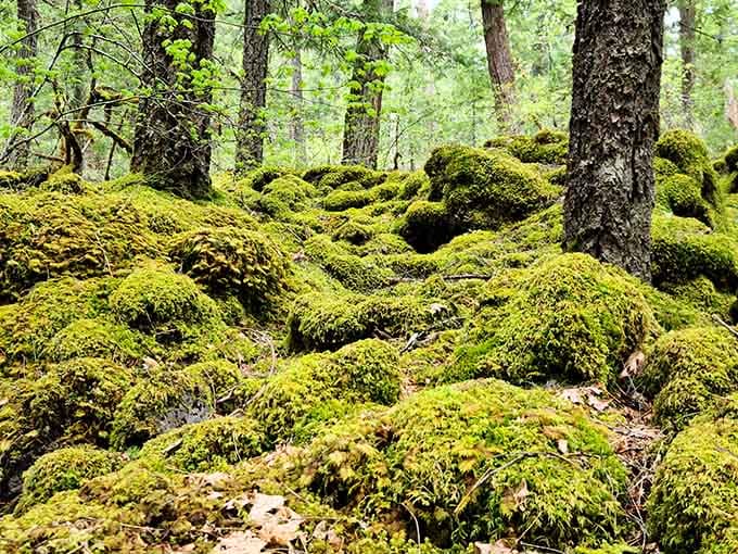 The forest floor here is so lush and green it makes your lawn look embarrassed.