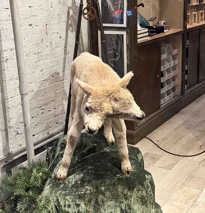 This two-headed taxidermy lamb proves nature's quirks belong in museums, not just science fiction movies.