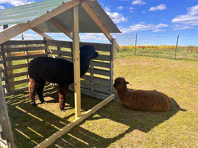 Alpacas and llamas lounging in the shade, living their best farm life while you pick flowers nearby.