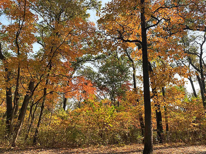 Fall foliage that makes you forgive every leaf you'll have to rake back home eventually.