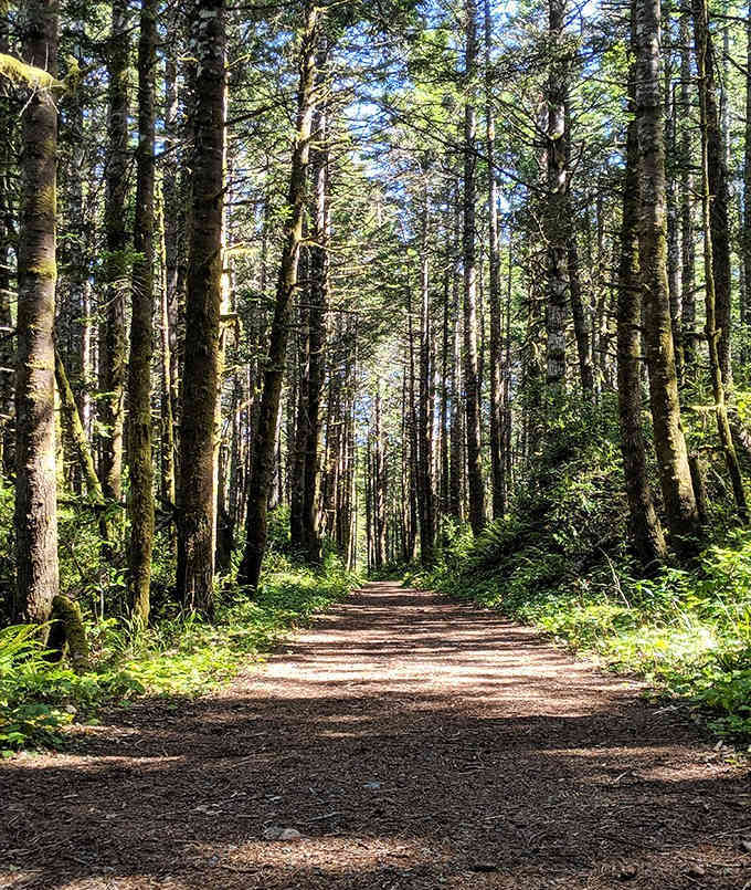 Sunlight filters through towering trees, creating a cathedral of nature that no architect could ever replicate or improve.