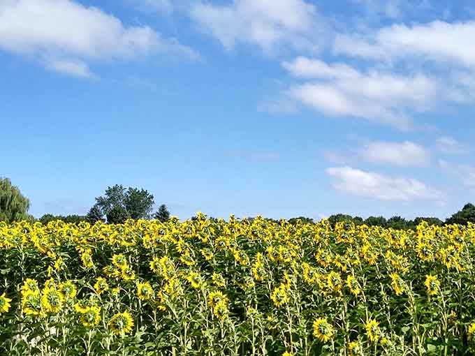 When sunflowers turn their backs, they're not being rude&mdash;just following their own sunny disposition.