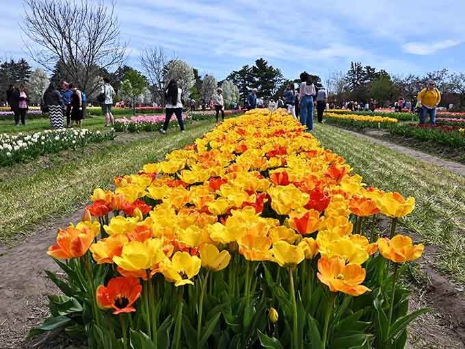 Sunshine and tulips create a color combination that would make even the grumpiest person crack a smile.