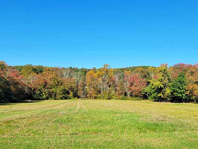Open fields meeting autumn forests create the kind of view that makes you forget your phone exists.