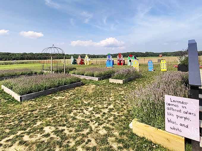 Lavender fields that smell so good, you'll understand why people make soap out of this stuff.