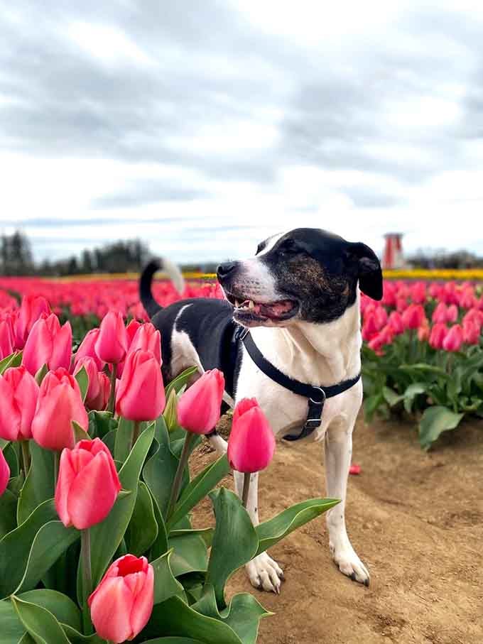 This happy pup understands that stopping to smell the tulips beats stopping to smell anything else.