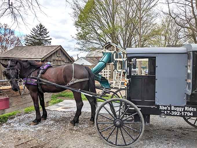 This Amish buggy and its patient horse offer the ultimate slow-travel experience: no GPS, no rush, just pure countryside charm.