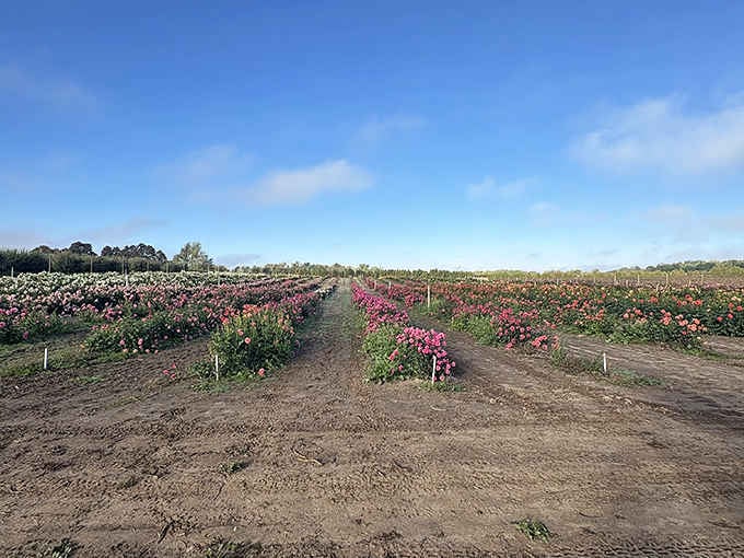 Endless rows of dahlias stretch toward the horizon in a rainbow of colors that would make Dorothy skip right past Oz.