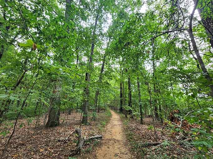 This forest trail winds through trees so green and peaceful, you half expect Snow White to come skipping around the bend.