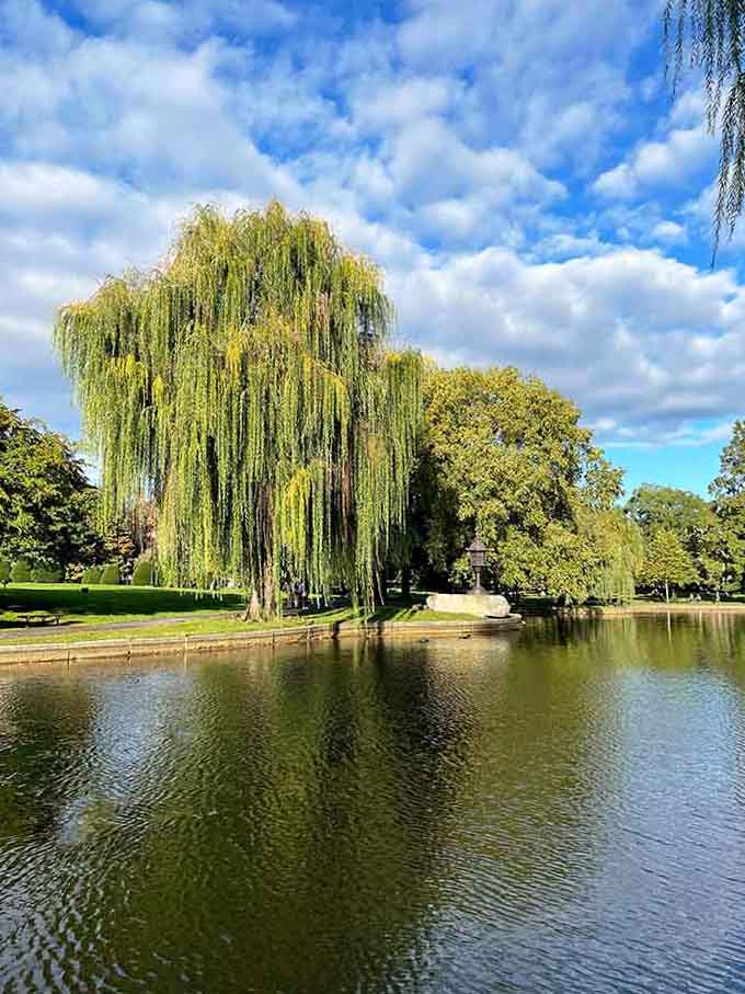 Those graceful willow branches dip into the pond like nature's own curtain, hiding centuries of buried secrets below.