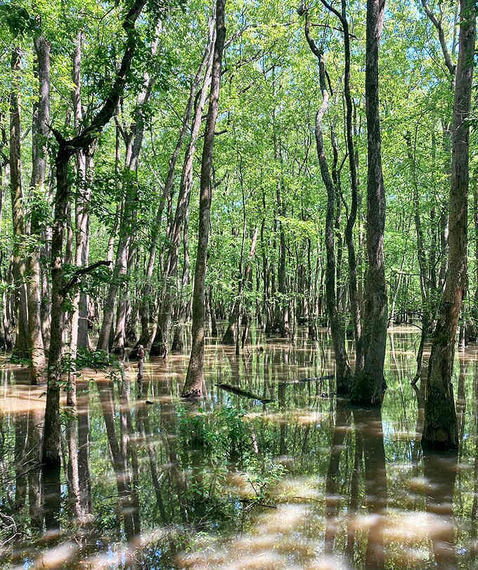 These cypress trees rising from mirror-still water create a Louisiana bayou vibe right here in the Prairie State.