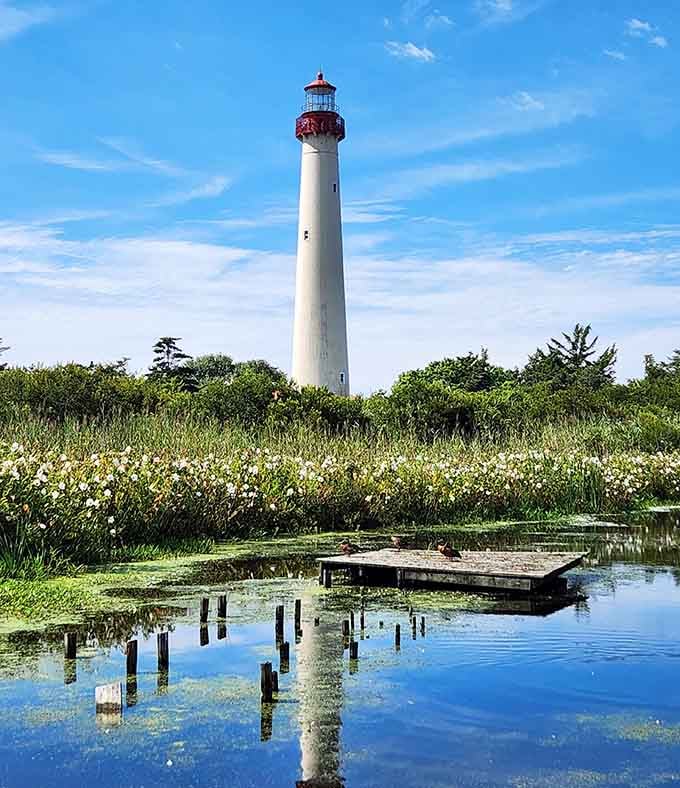 The lighthouse stands tall against blue skies, its red cap visible for miles like a welcoming beacon for weary travelers.