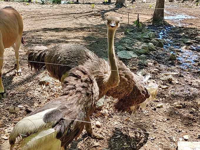 This ostrich looks ready for its close-up, showing off those impressive feathers with all the confidence of a runway model.