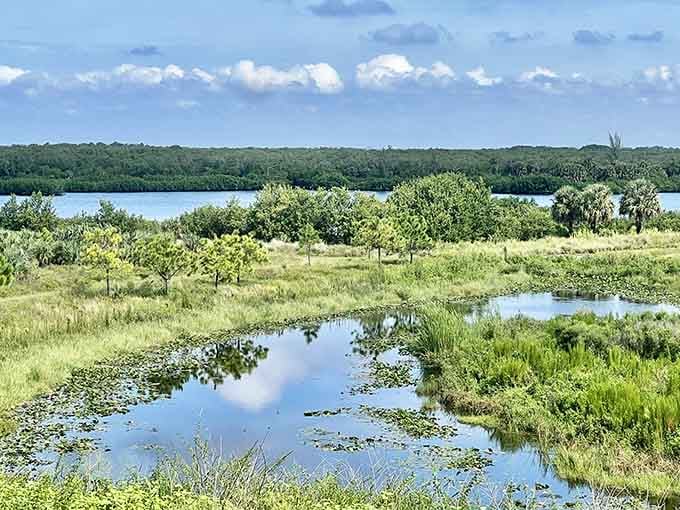 Wetlands stretch toward the horizon, showing off the kind of beauty that makes you stop and stare.