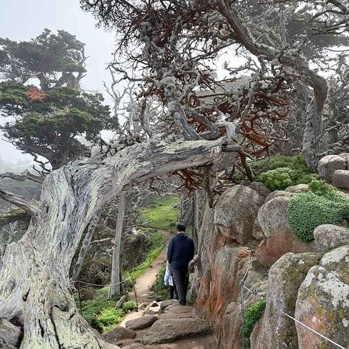Twisted cypress trees frame the misty path ahead, their gnarled branches reaching like dancers frozen mid-performance.