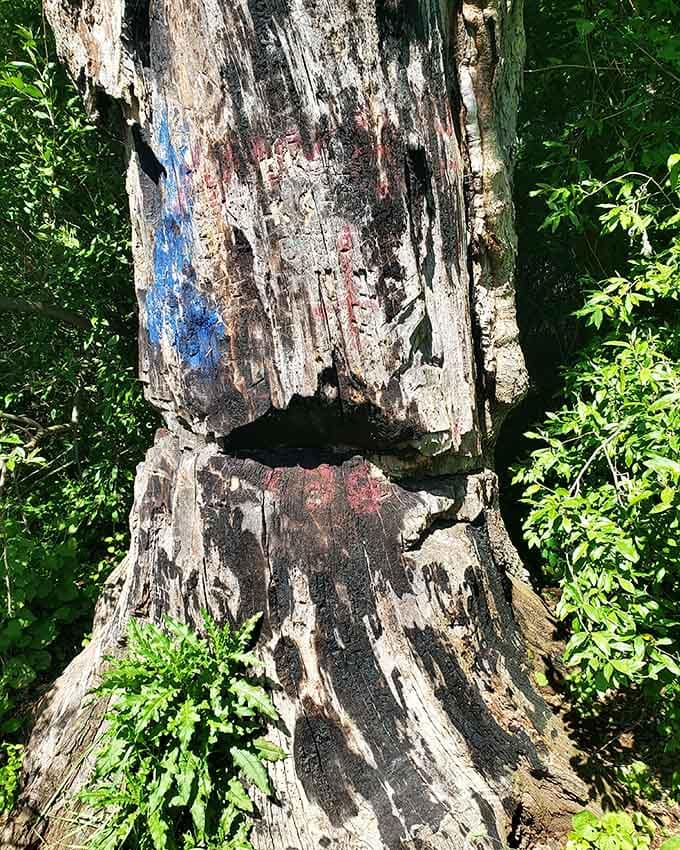 Burn marks and scars tell stories on this ancient oak's trunk, each mark adding to its mysterious reputation.