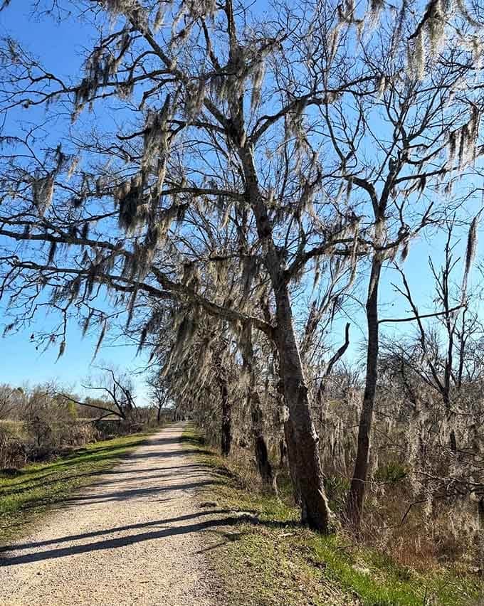 Spanish moss hangs like nature's own beaded curtains, swaying gently as you pass through this enchanting waterside wonderland.