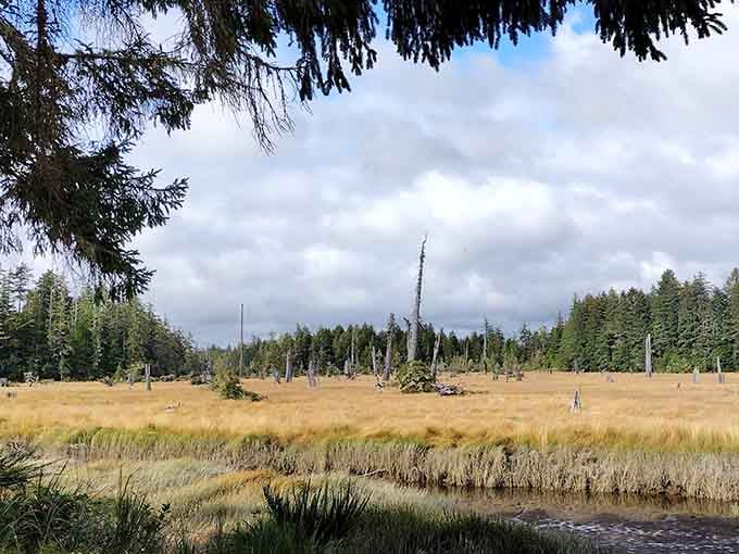 These ancient stumps rise from golden grasses like nature's own sculpture garden, hauntingly beautiful and perfectly still.