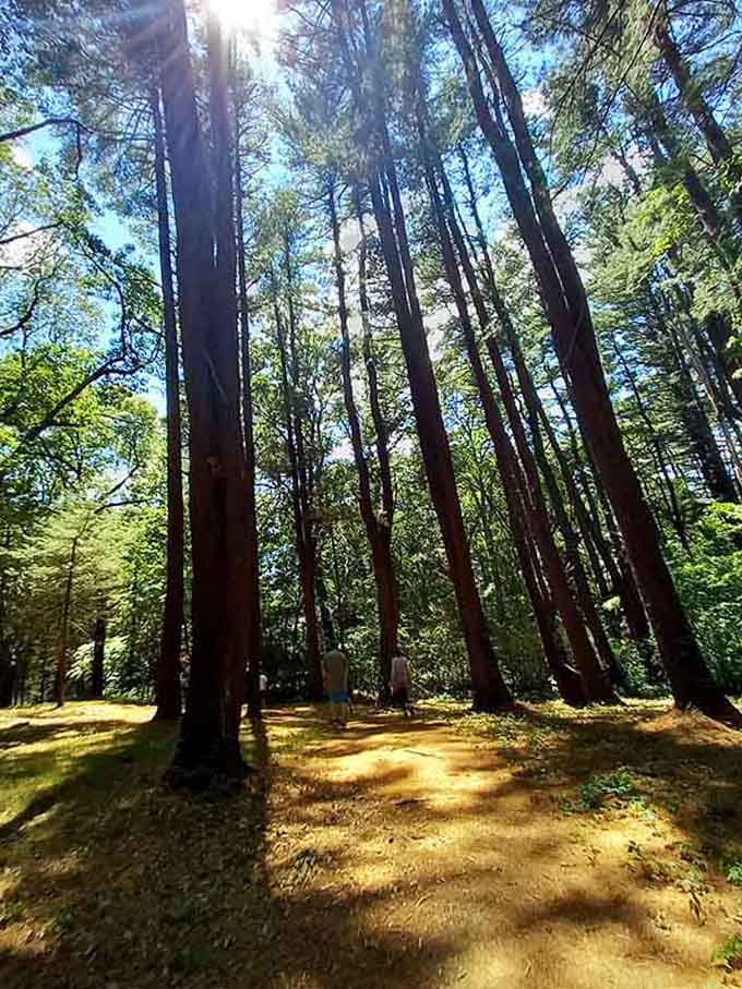 Sunbeams pierce through towering trunks in this cathedral of trees, creating a scene straight from a fairy tale.