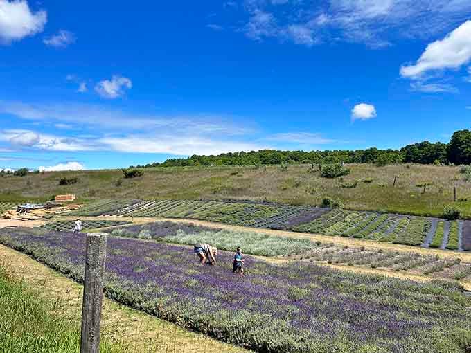Purple lavender rows stretch endlessly across rolling fields, creating fragrant waves that would make Provence jealous.