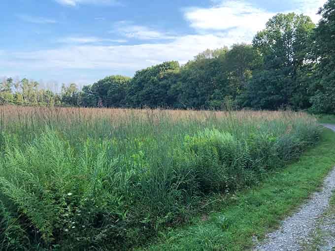 Wetland grasses sway beside the trail in golden waves, creating a peaceful prairie scene that feels miles from civilization.