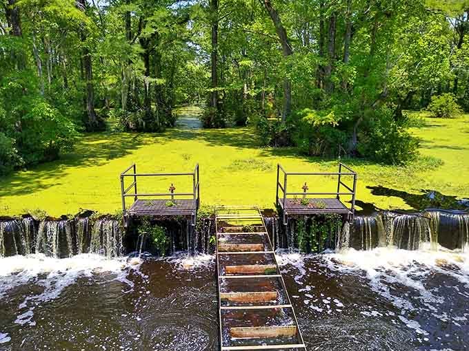 Bright green duckweed carpets the water while platforms offer front-row seats to this swamp's daily wildlife performance schedule.