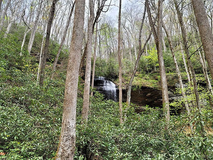 Springtime greenery nearly hides this gentle cascade, making it feel like discovering a secret forest treasure.
