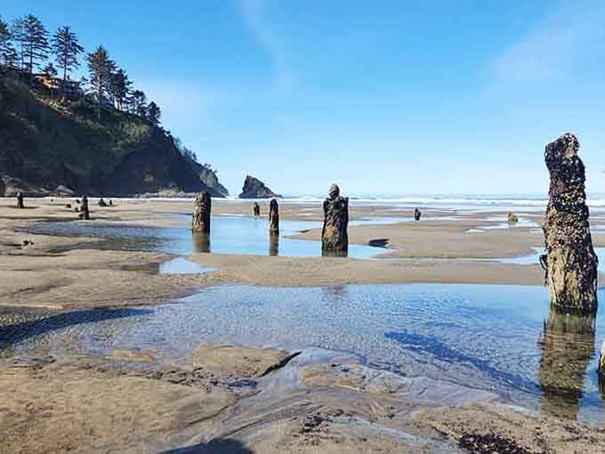 Ancient tree stumps rise from the sand like sentinels from another era, their dark forms creating haunting beach silhouettes.