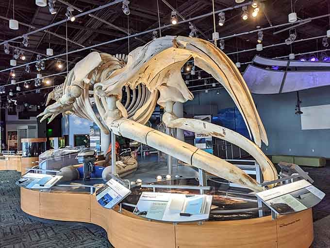 This massive whale skeleton dominates the museum hall like Moby Dick himself decided to drop by for a visit.