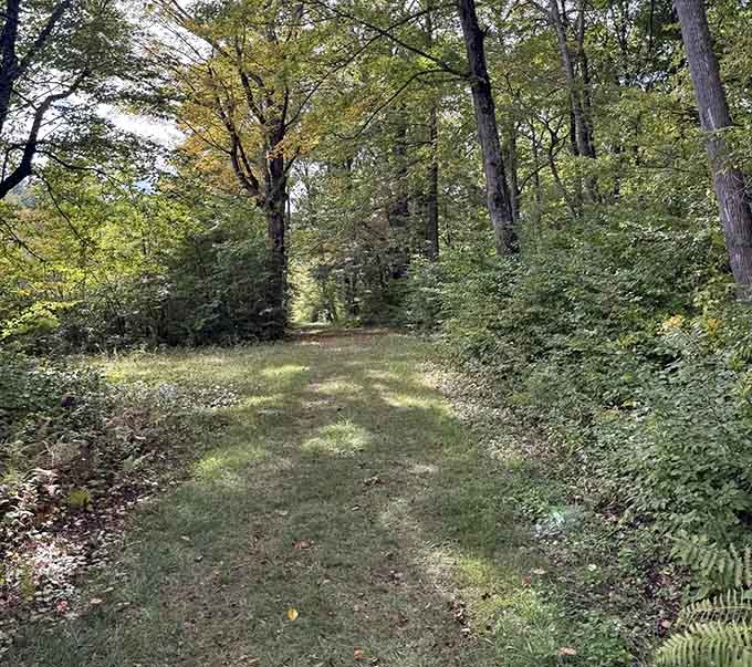 Dappled sunlight illuminates this grassy two-track trail that meanders through the woods like a gentle country road.